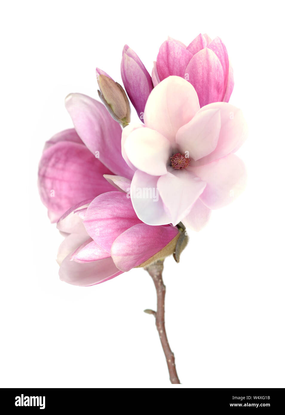 pink magnolia isolate on white Stock Photo - Alamy