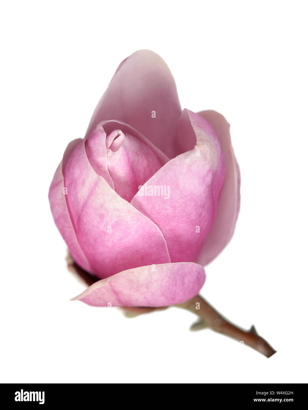 Single Magnolia flower isolated on white Stock Photo - Alamy