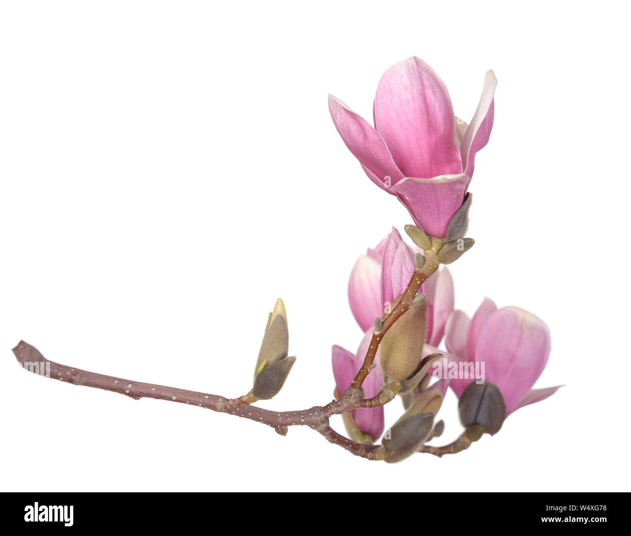 Single Magnolia flower isolated on white Stock Photo - Alamy