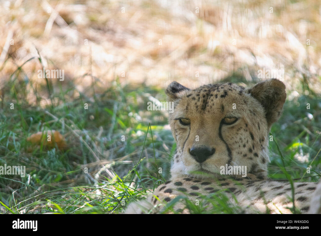 Cheetah face hi-res stock photography and images - Alamy