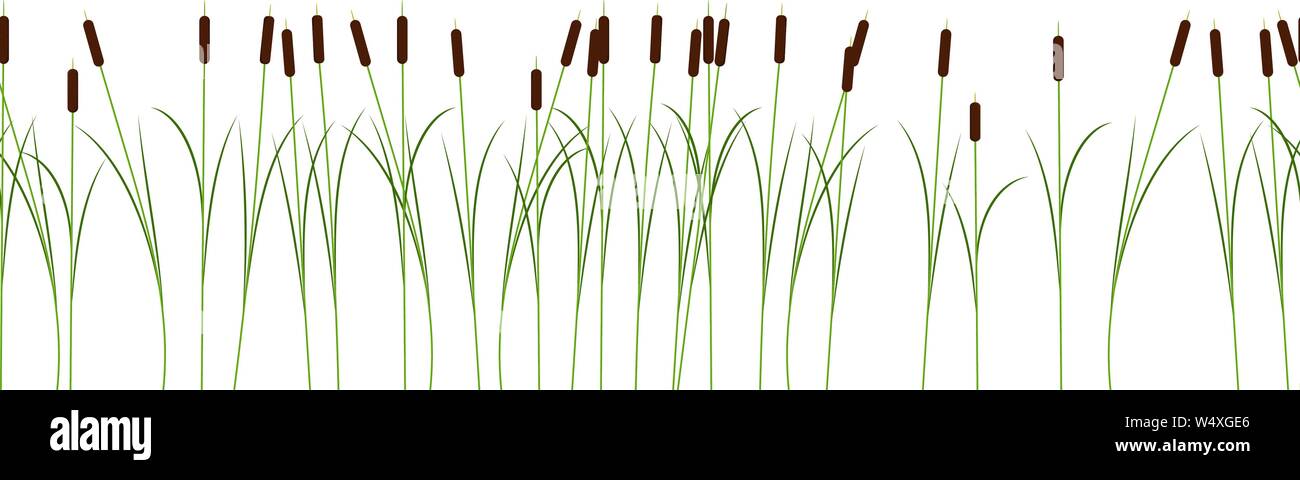 Thin reed stalks plant seamless pattern isolated on white background ...