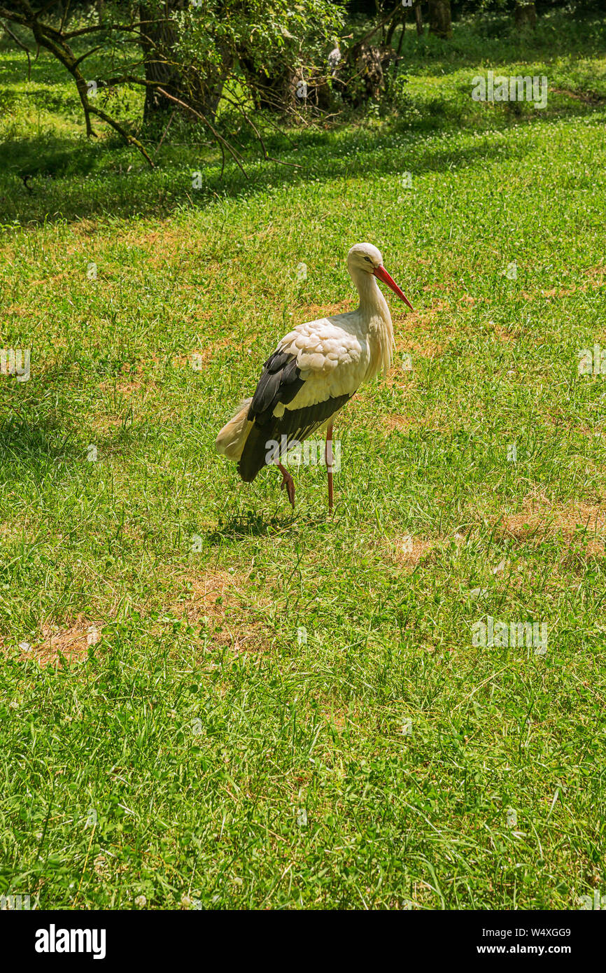 Stork posing in a field in the Ardennes Stock Photo - Alamy