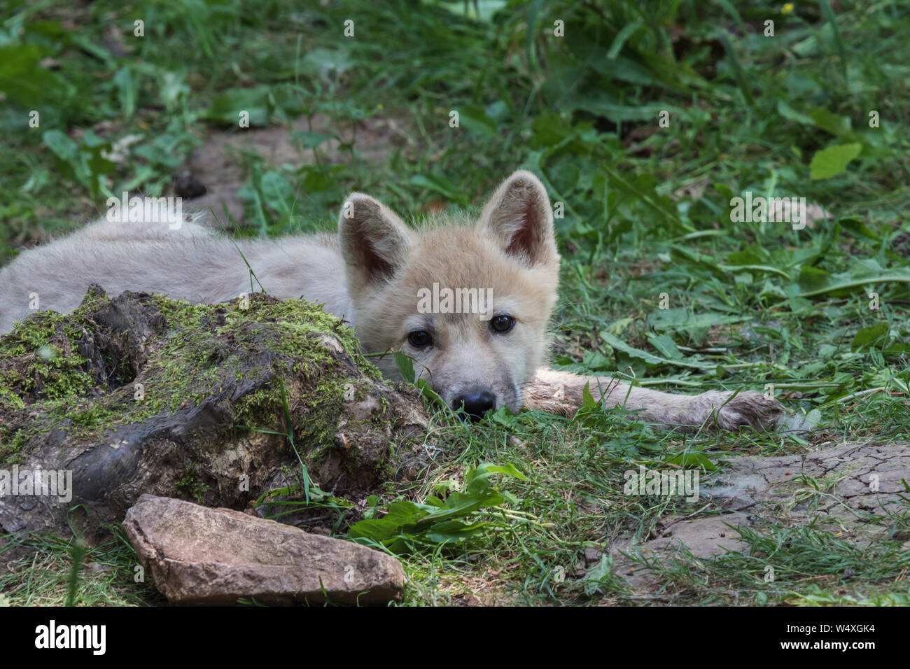 Arctic wolf ellesmere island canada hi-res stock photography and images ...