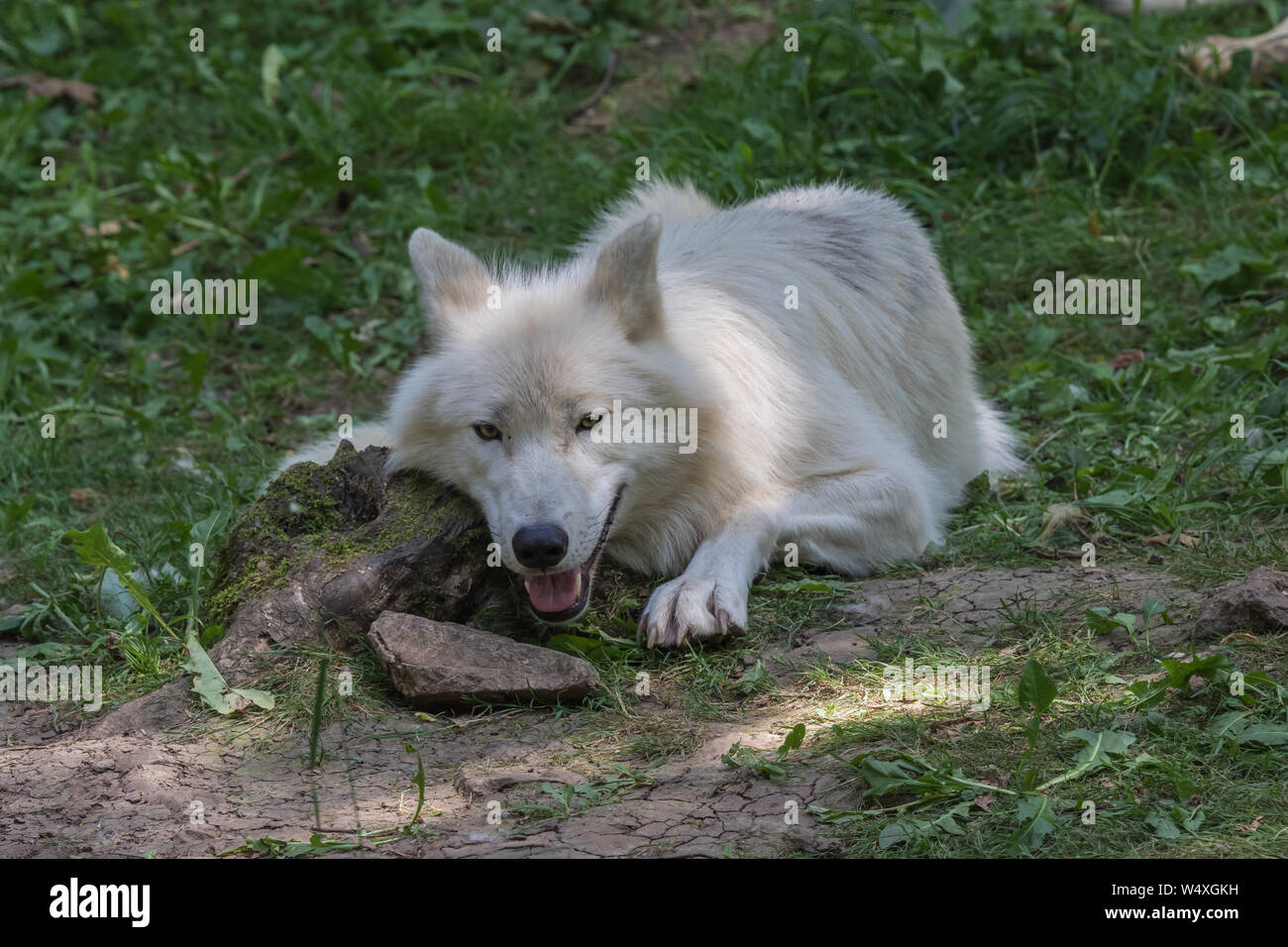 Muskox wolf hi-res stock photography and images - Alamy