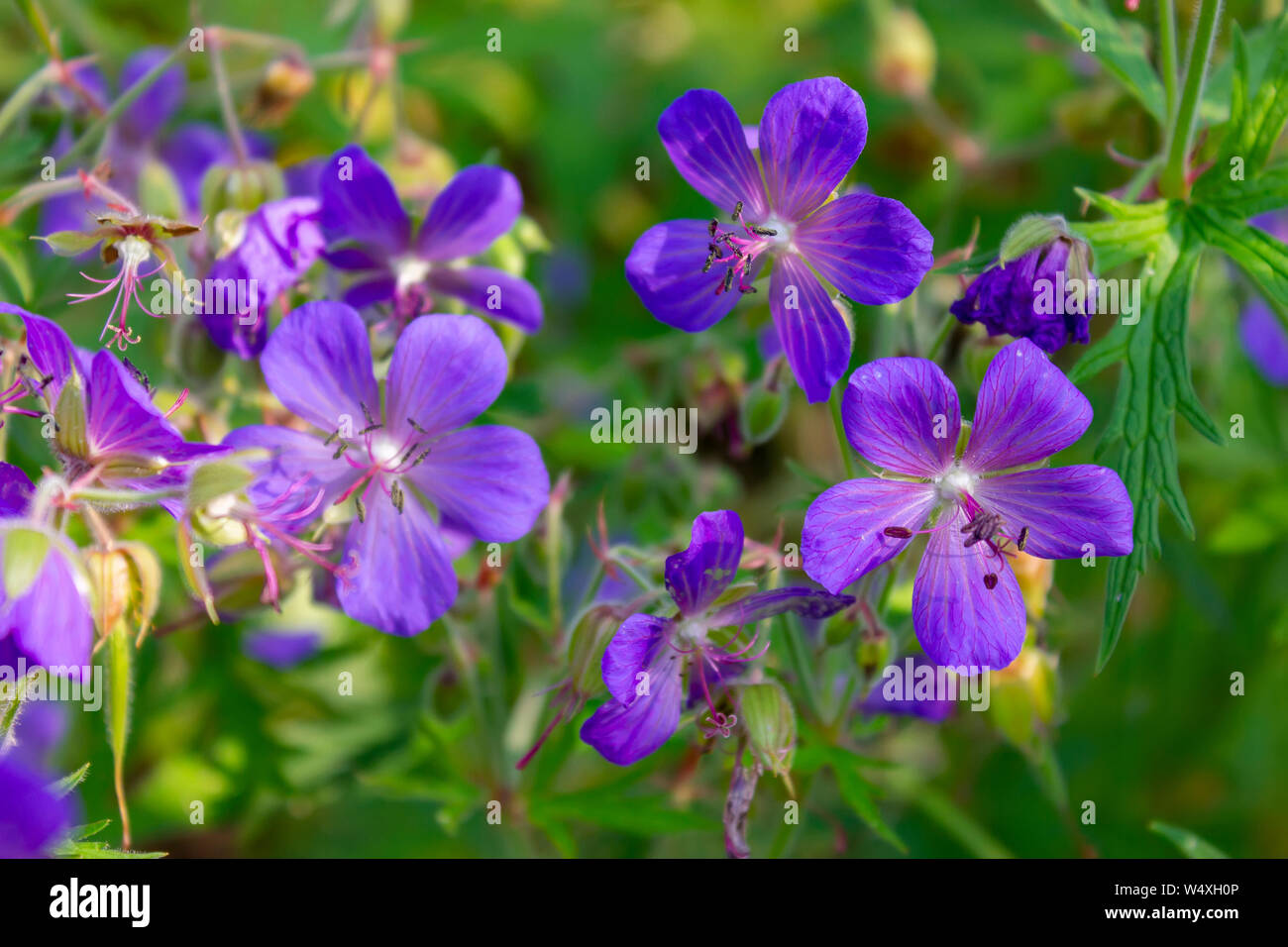 Wood cranesbill, woodland geranium, Geranium sylvaticum. Forest ...
