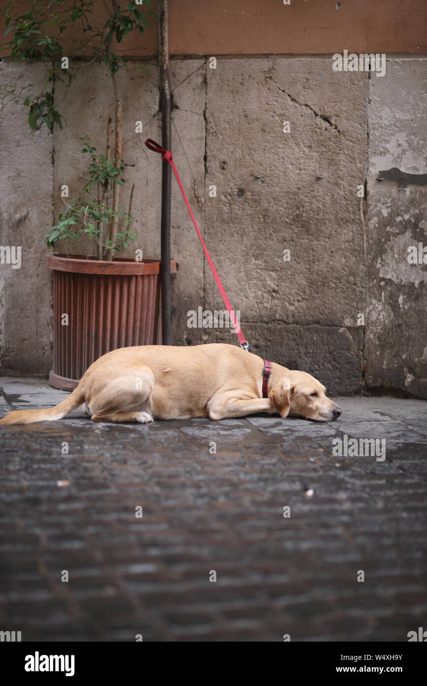 Decrepit dog hi-res stock photography and images - Alamy