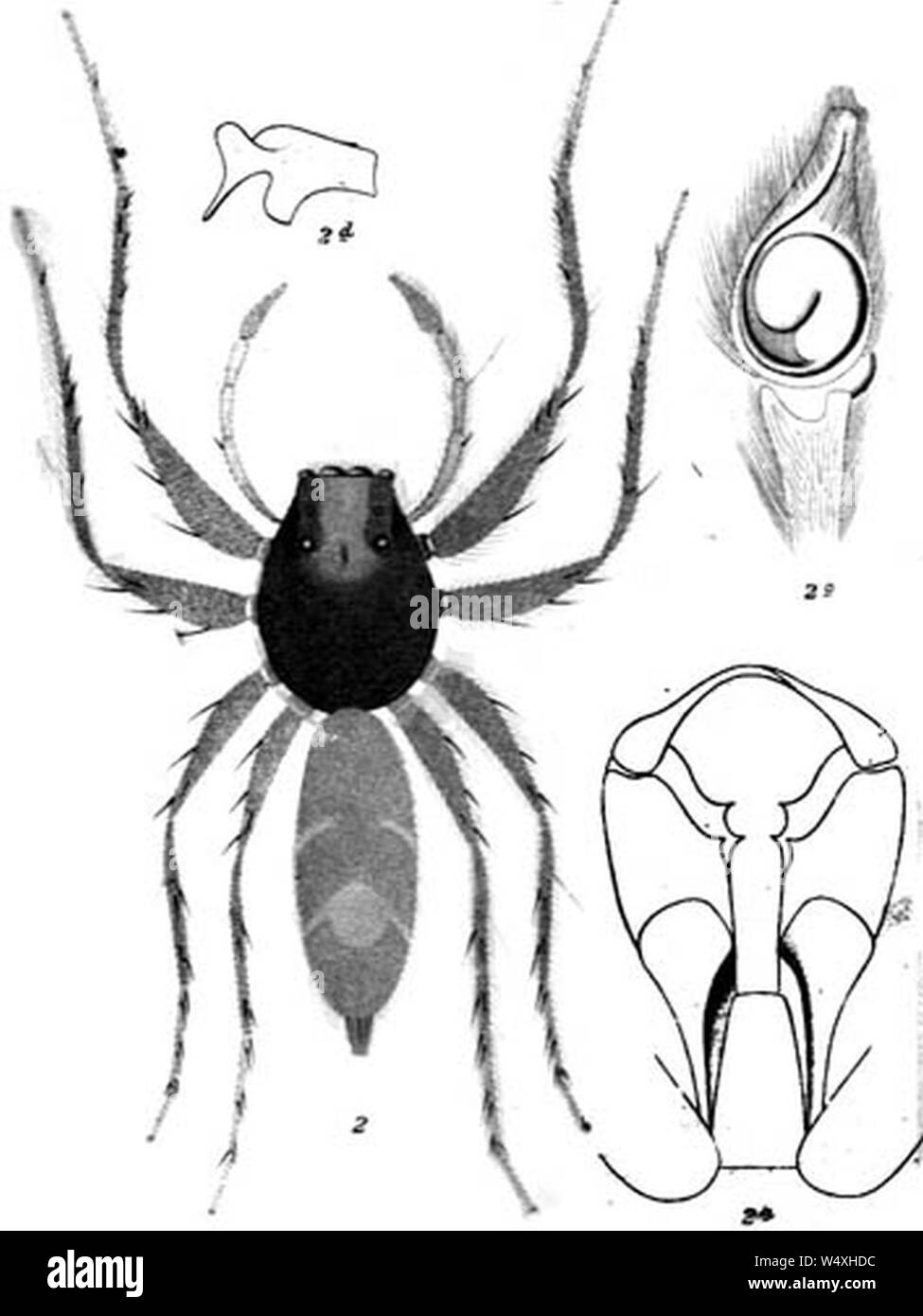 Modesta Black and White Stock Photos & Images - Alamy