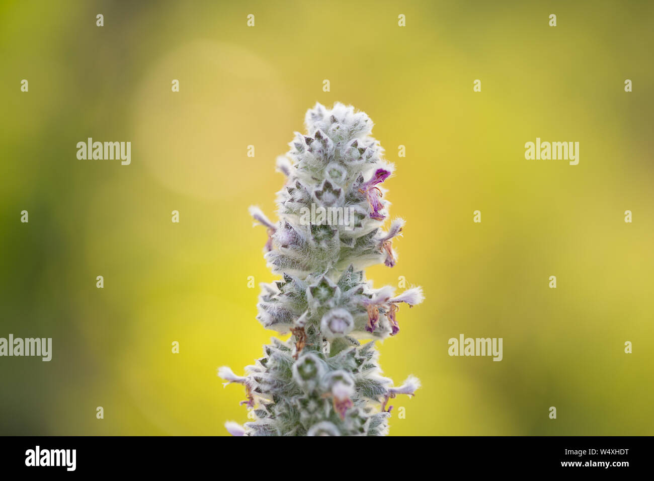 Catnip Buds Isolated With Out Of Focus Background, Nepeta faassenii ...
