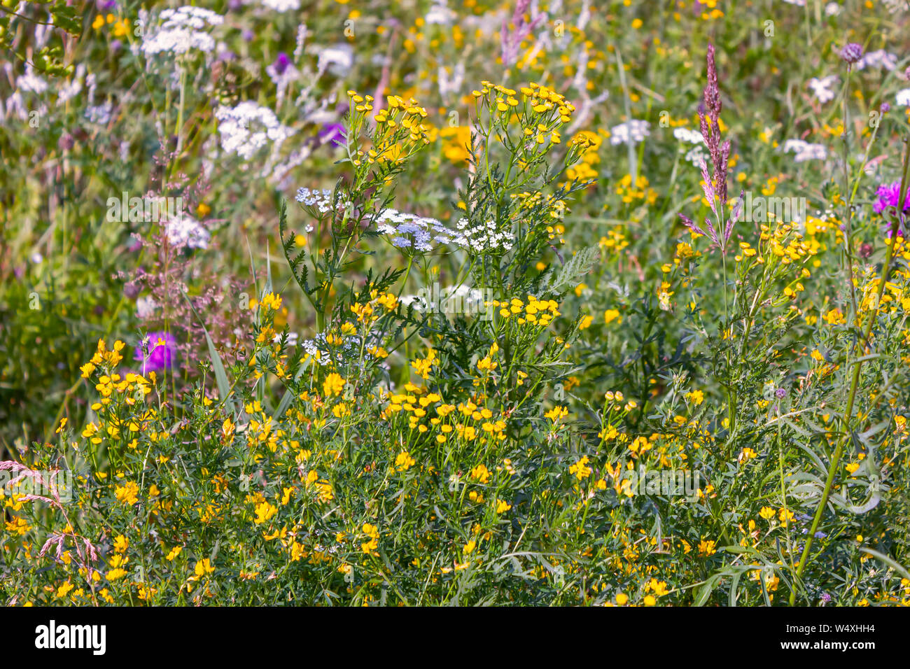 Wild flowers in a meadow nature. Natural summer background with wild ...