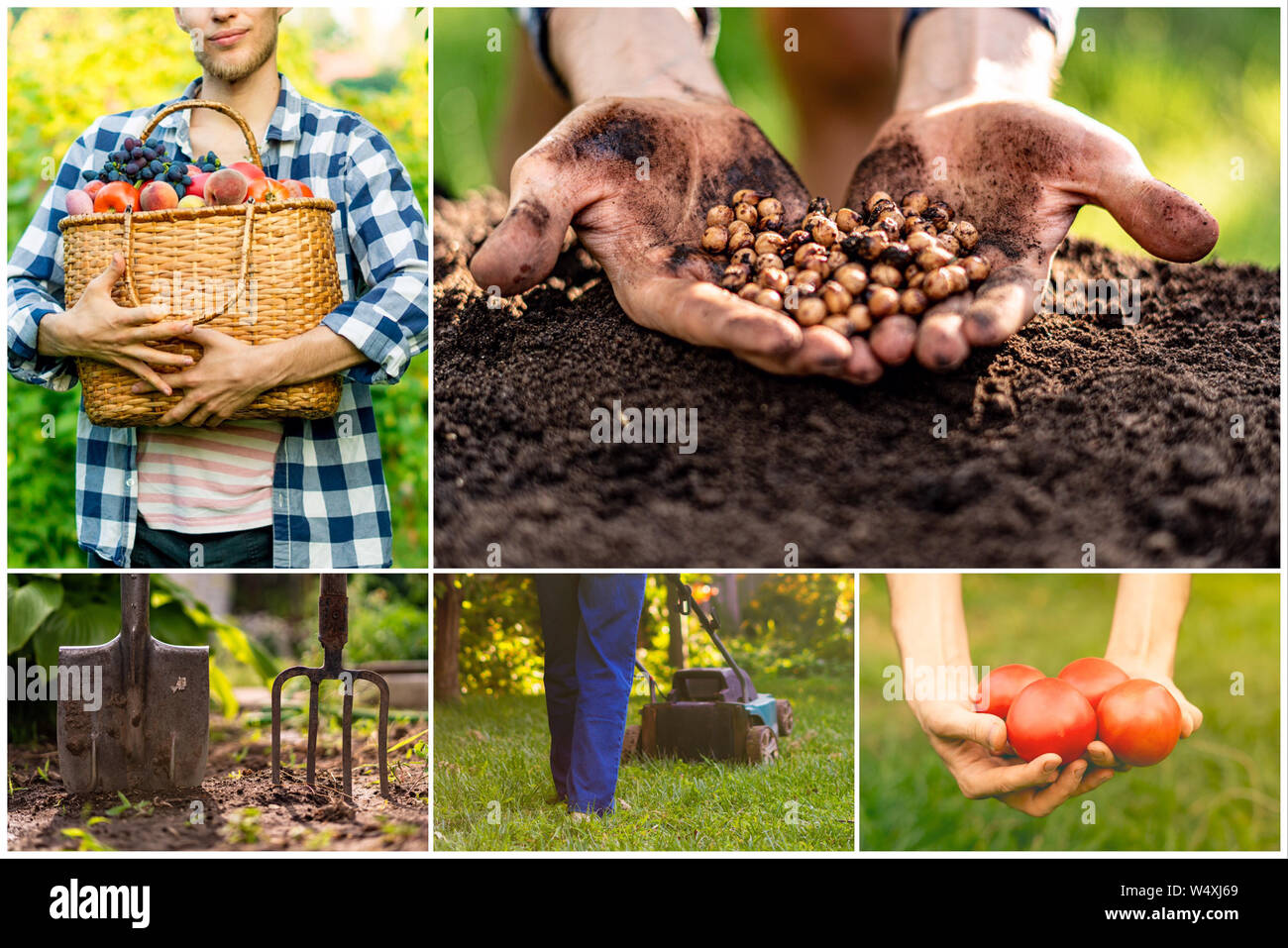collage of farm garden agriculture concept, collect harvest and crop ...