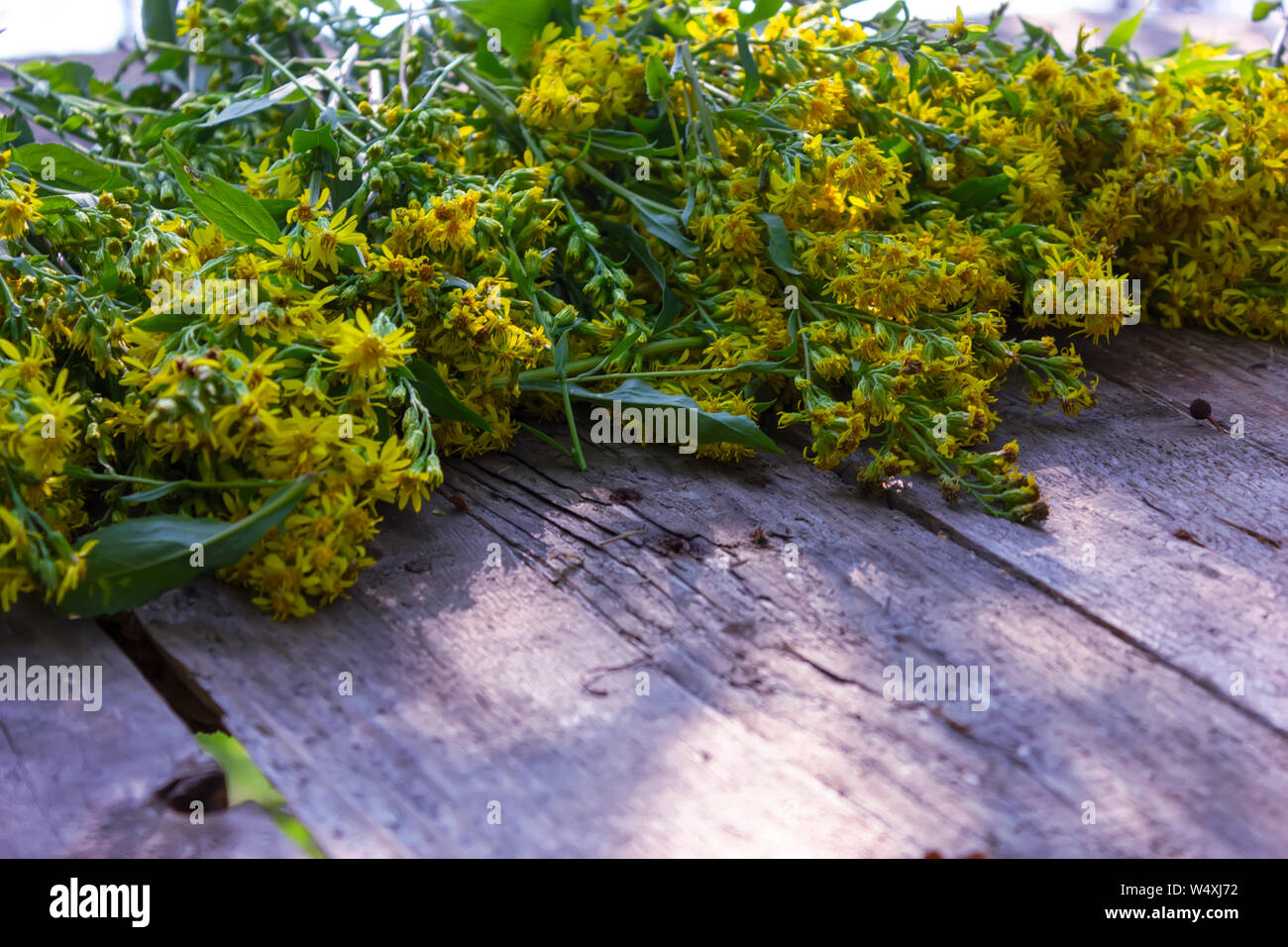 Closeup fresh hypericum flowers hi-res stock photography and images - Alamy