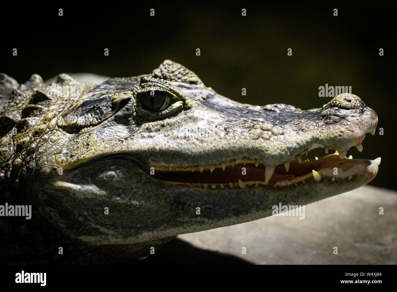 Alligator shows teeth hi-res stock photography and images - Alamy