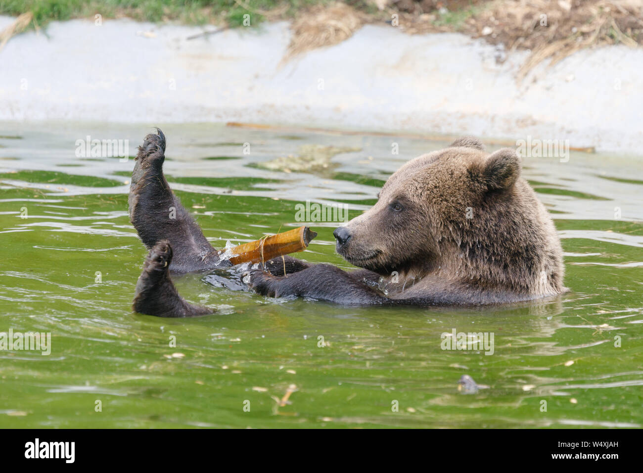 Animals and splash hi-res stock photography and images - Alamy