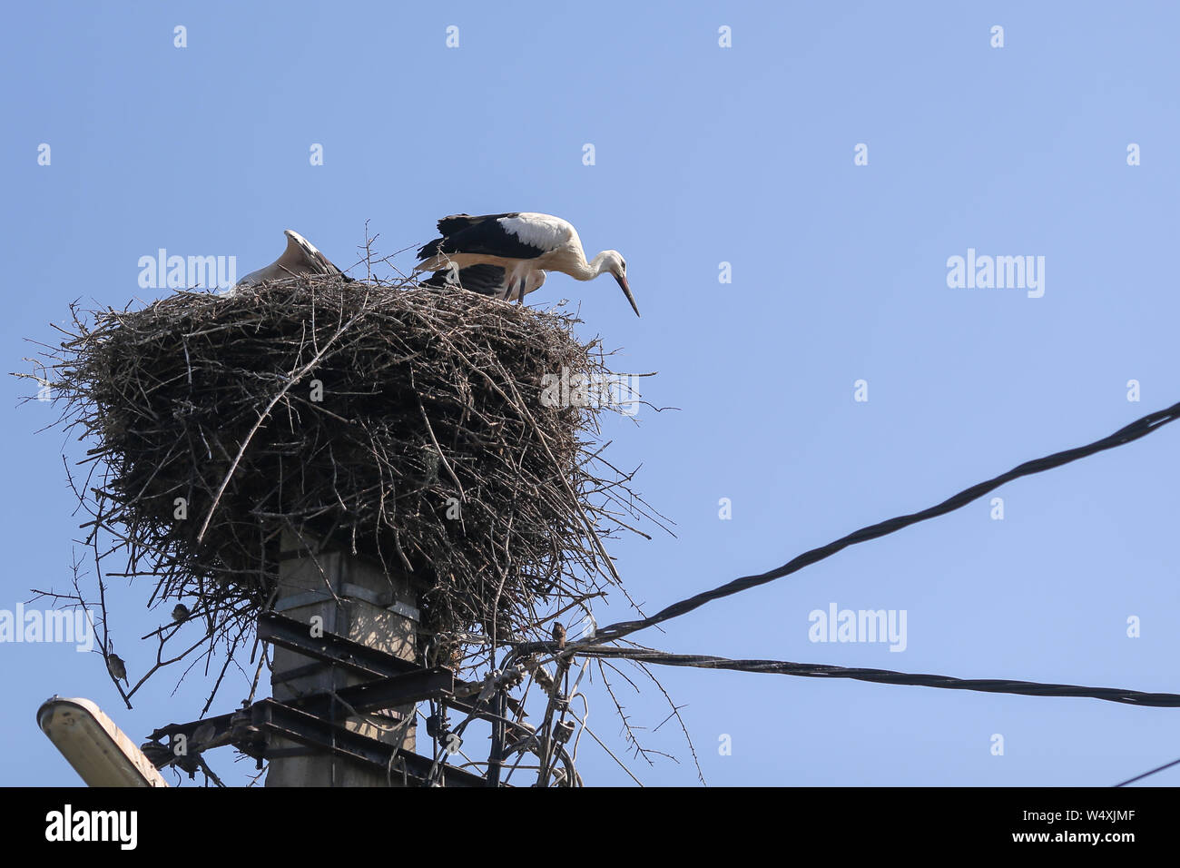 Family of storks living on a nest they made on top of an electricity ...