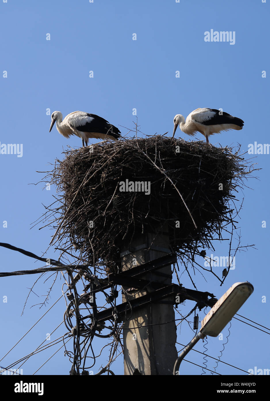 Family of storks living on a nest they made on top of an electricity ...