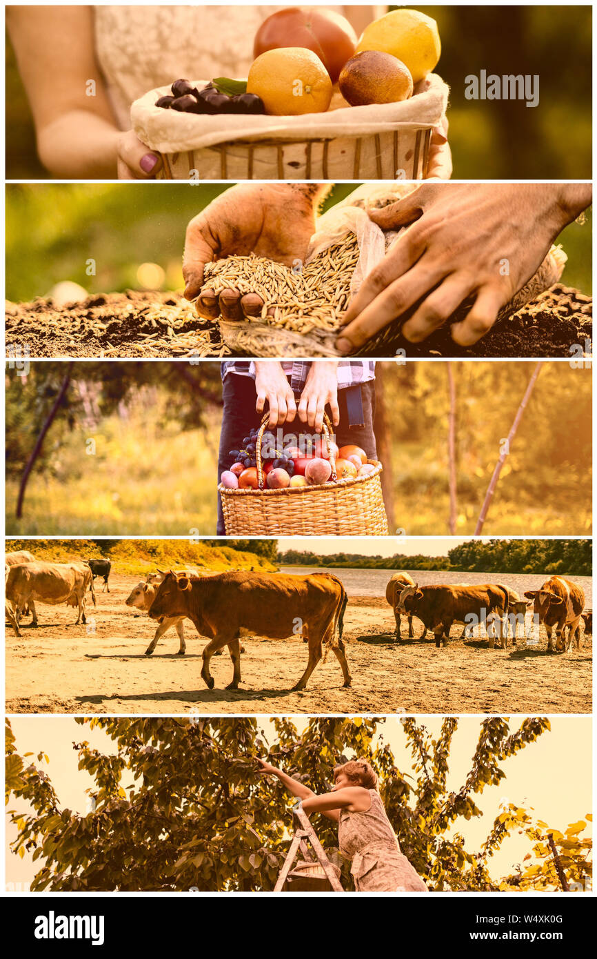 collage of farm garden agriculture concept, collect harvest and crop ...