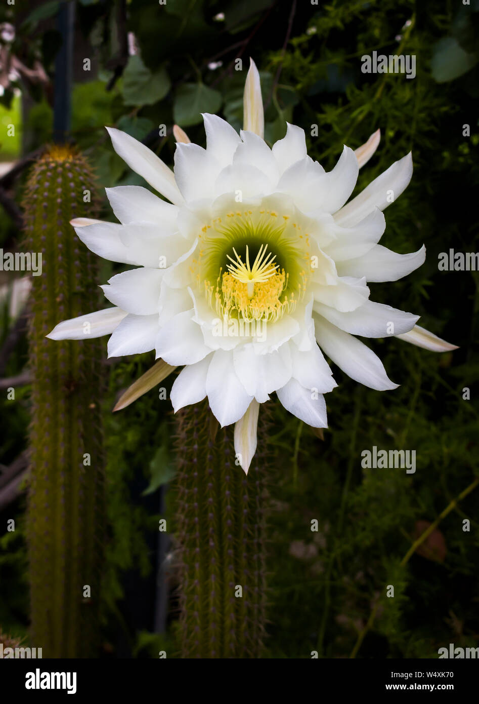 Cactus huge flower hi-res stock photography and images - Alamy