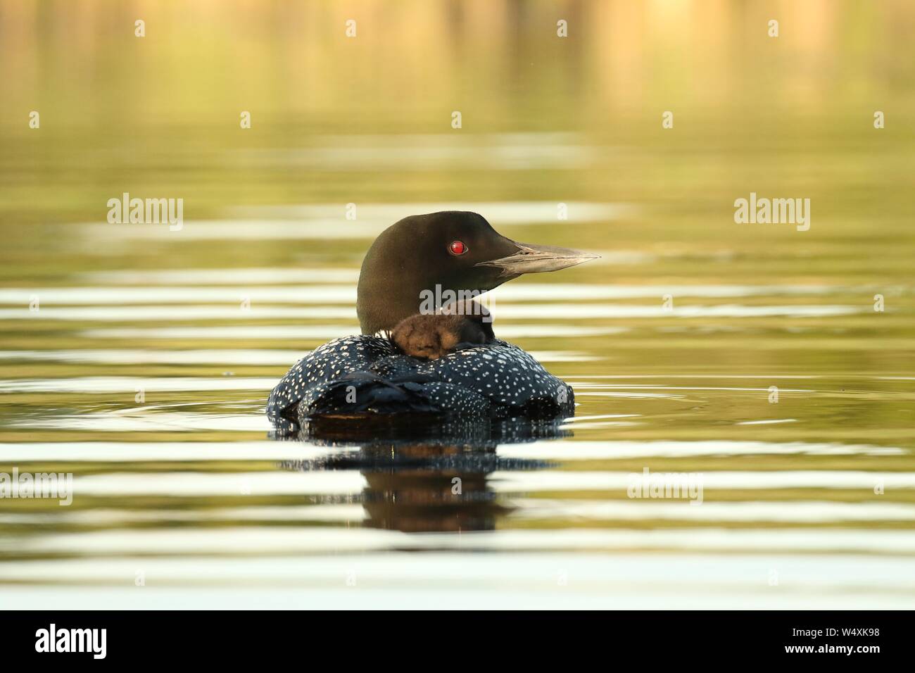 Common loon baby on back Stock Photo - Alamy