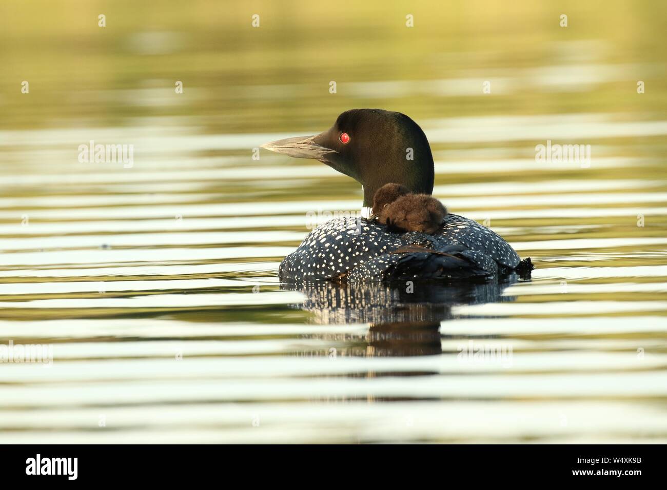 Baby Loon Swimming High Resolution Stock Photography and Images - Alamy
