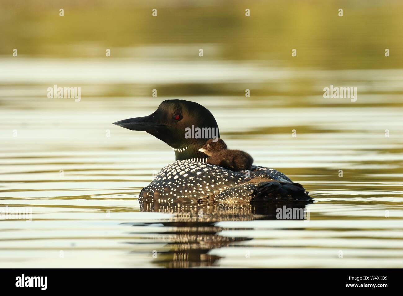 Common loon baby on back Stock Photo - Alamy