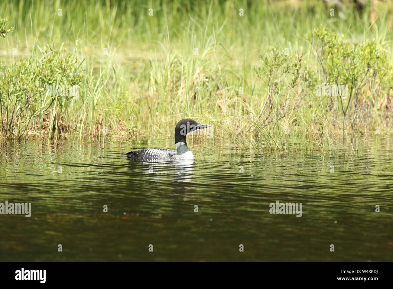Common loon impressive bird hi-res stock photography and images - Alamy