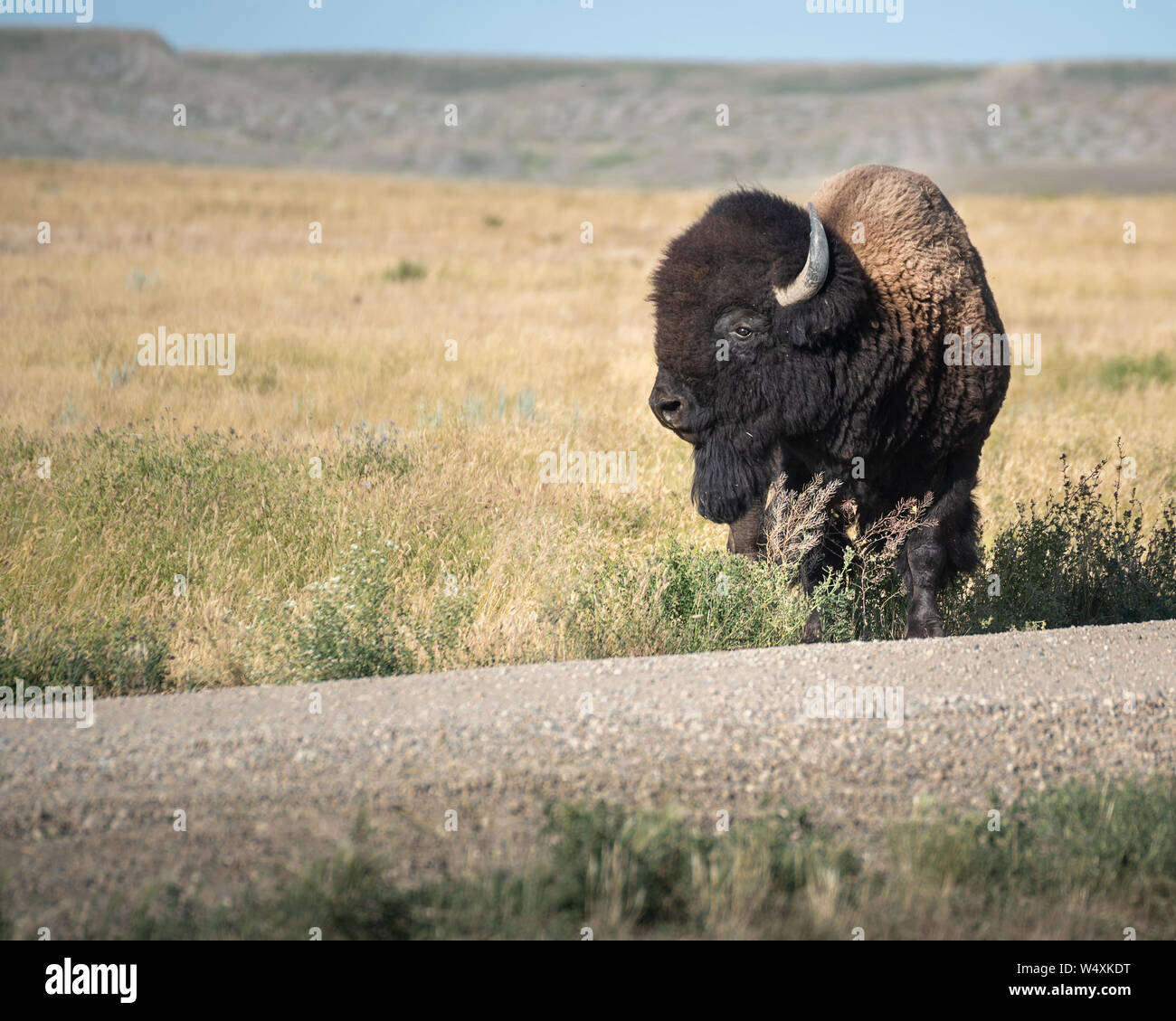 Bison (Bison bison) in Grasslands National Park, Saskatchewan, Canada ...