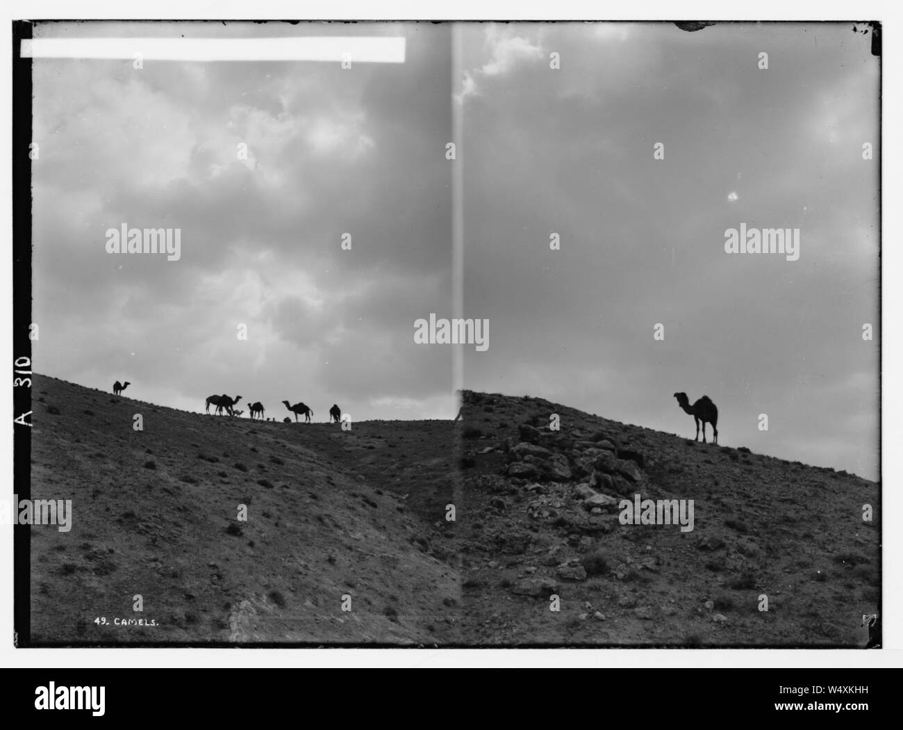 Costumes, characters, etc. Camels in their native haunts, the desert ...