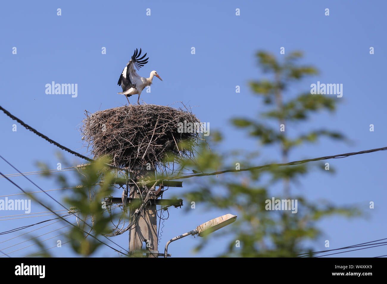 Stork landing on a nest they made on top of an electricity pole in a ...