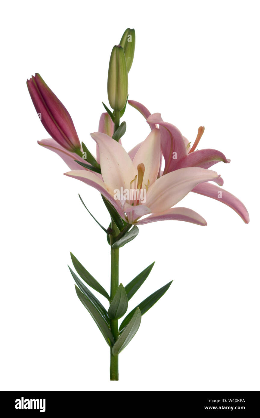light pastel pink lily on white Stock Photo - Alamy