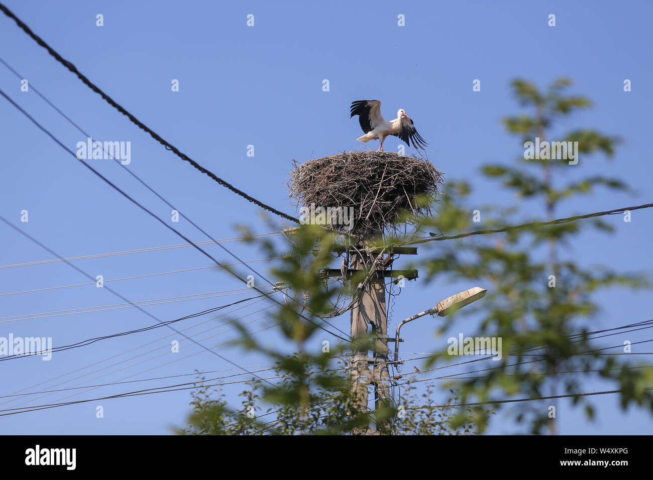 Stork landing on a nest they made on top of an electricity pole in a ...