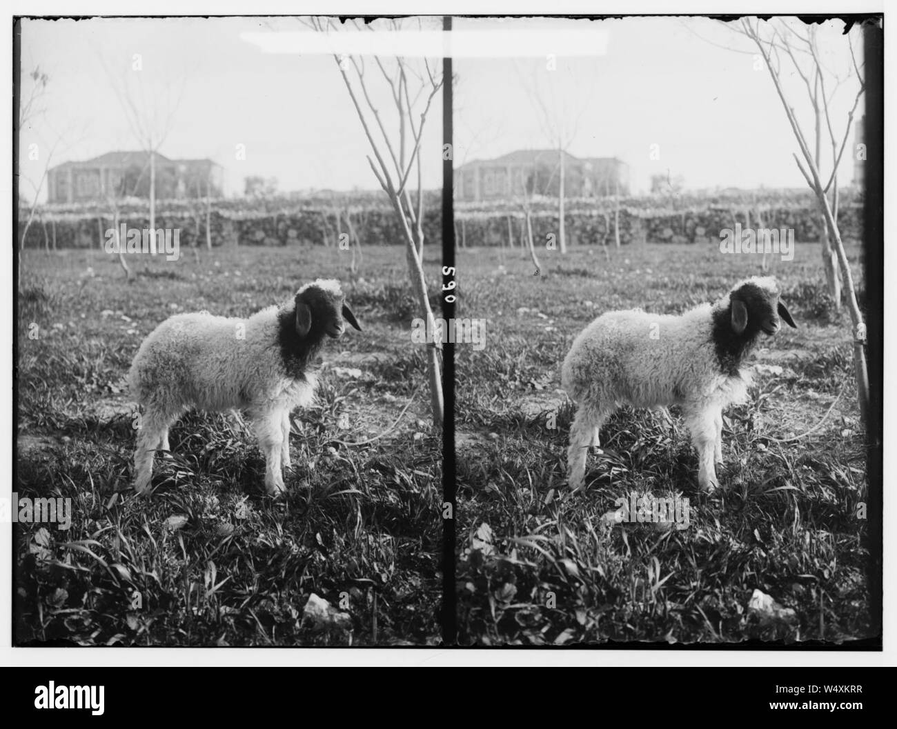 Archival photo of palestine Black and White Stock Photos & Images - Alamy