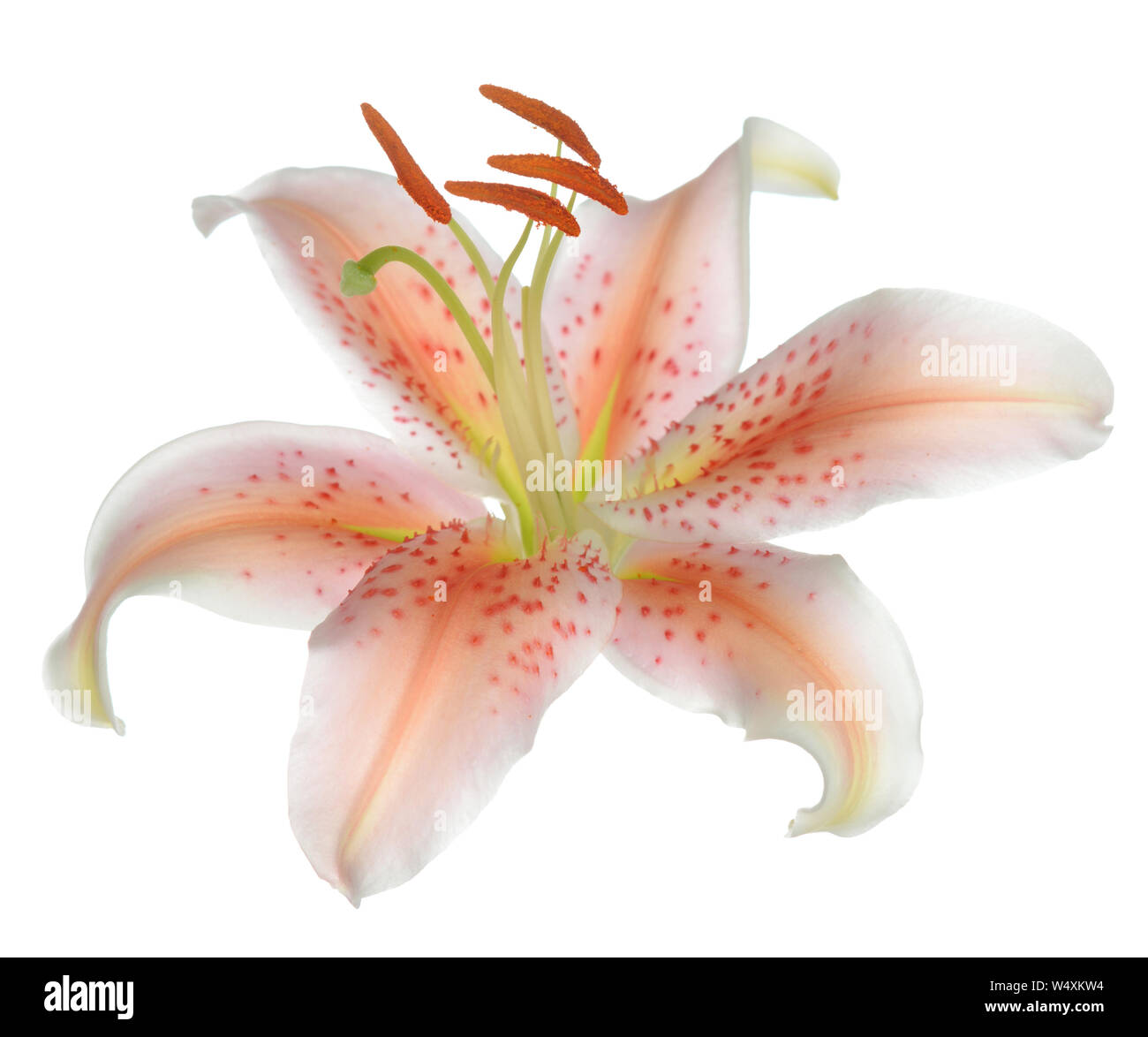 light pastel pink lily on white Stock Photo - Alamy