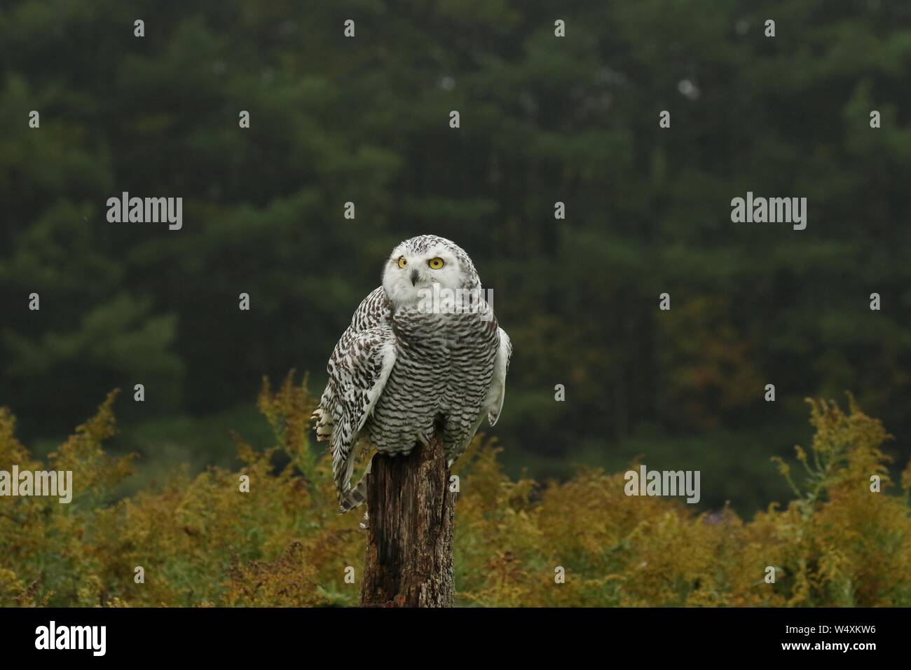 Juvenile snowy owl hi-res stock photography and images - Alamy