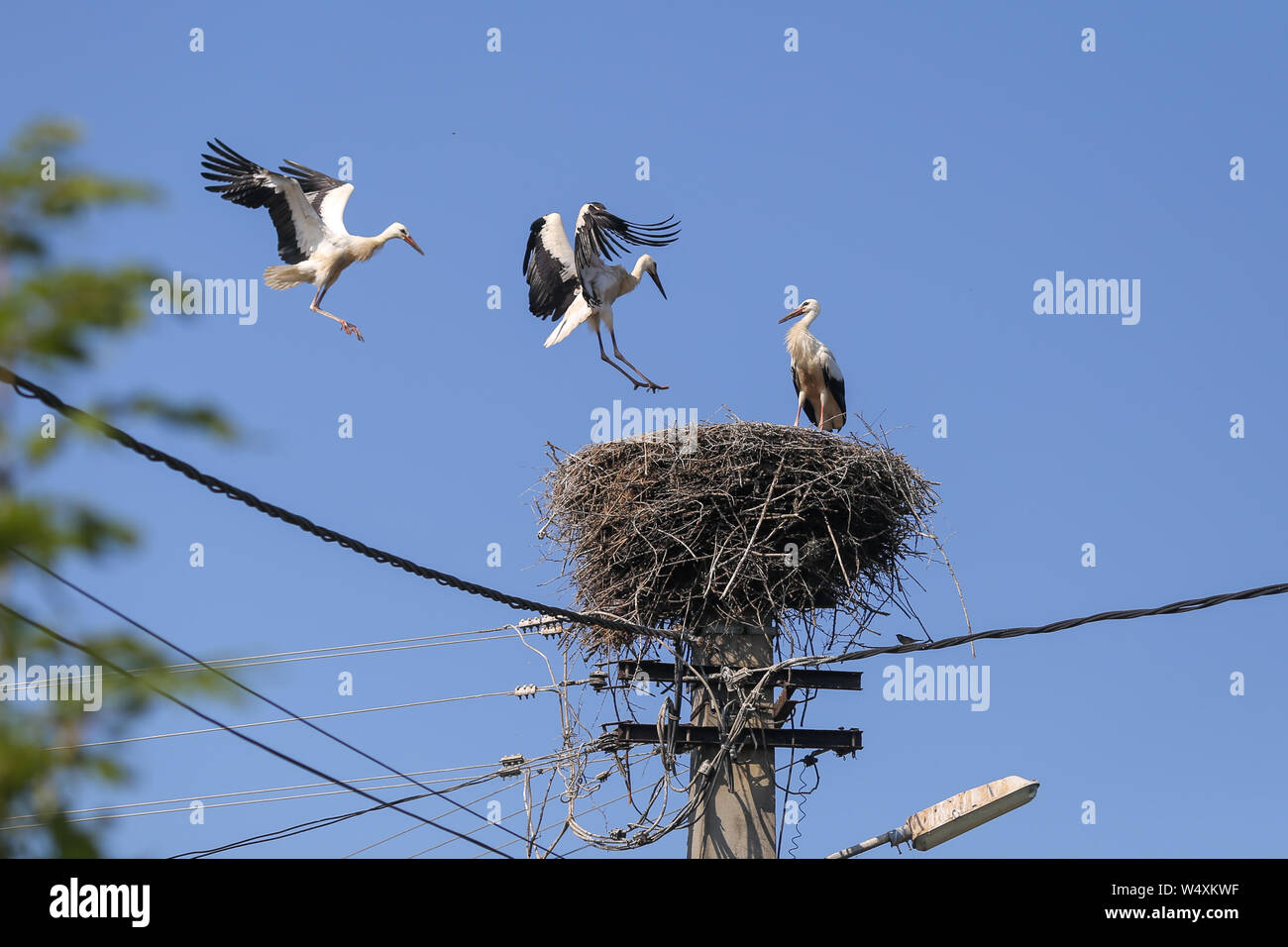 Stork landing on a nest they made on top of an electricity pole in a ...