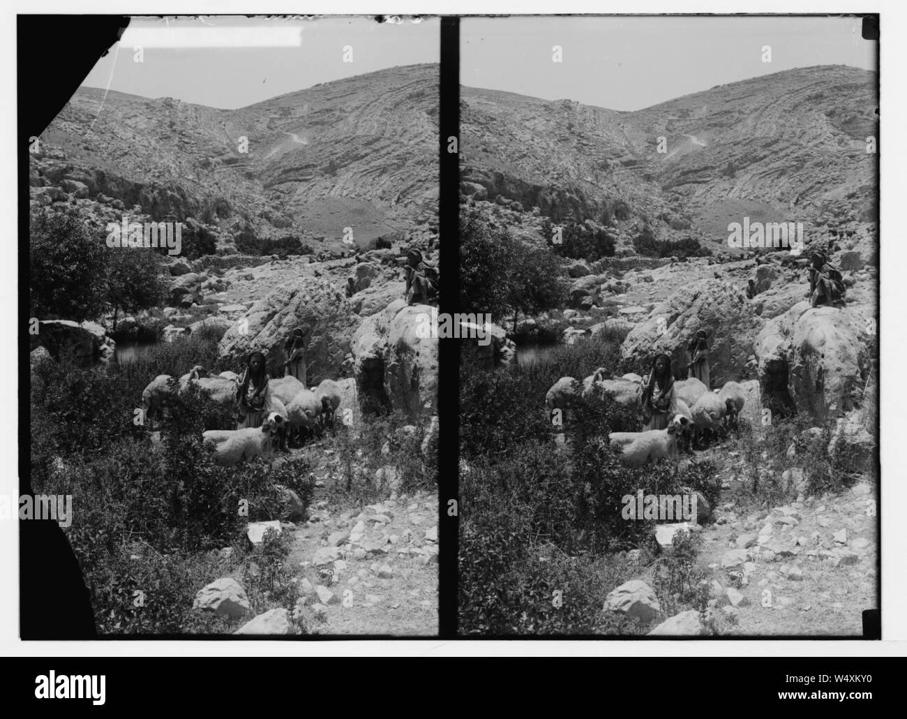 Costumes, characters, etc. Sheep and shepherd at Ain Farah. Scene of ...