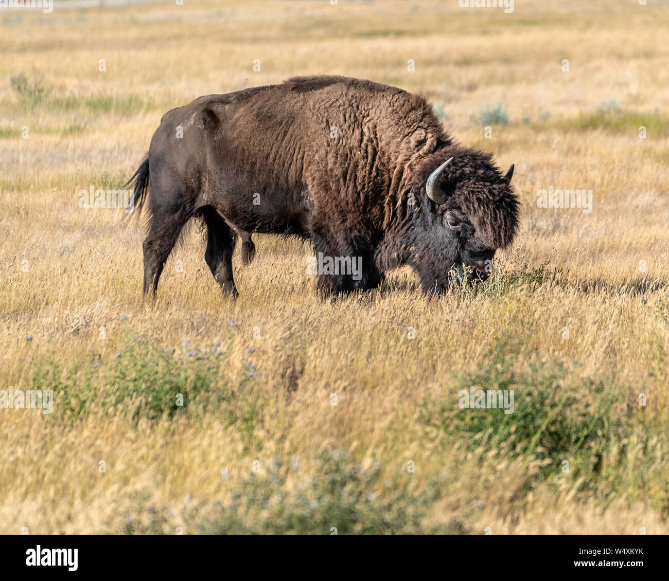Bison (Bison bison) in Grasslands National Park, Saskatchewan, Canada ...