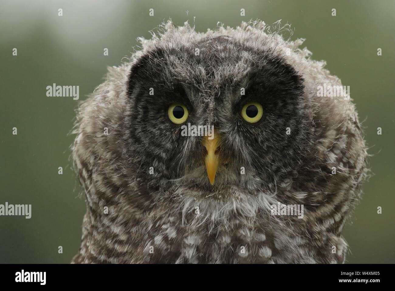 Juvenile great grey owl hi-res stock photography and images - Alamy