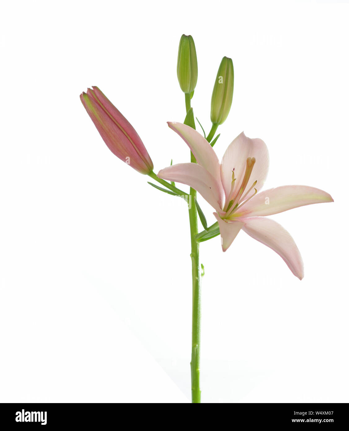 light pastel pink lily isolated on white Stock Photo - Alamy