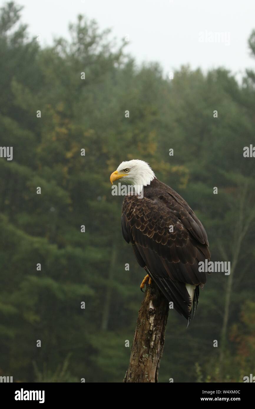 Eagle strength hi-res stock photography and images - Alamy