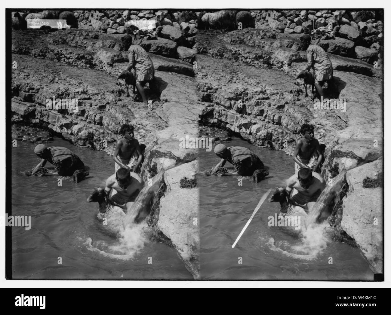 Washing sheep Black and White Stock Photos & Images - Alamy