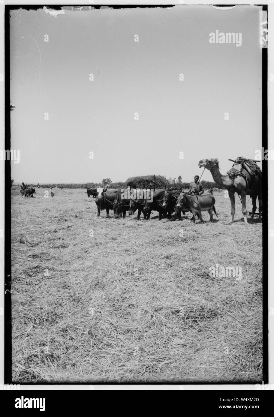 Costumes, characters, etc. Threshing with cattle Stock Photo - Alamy