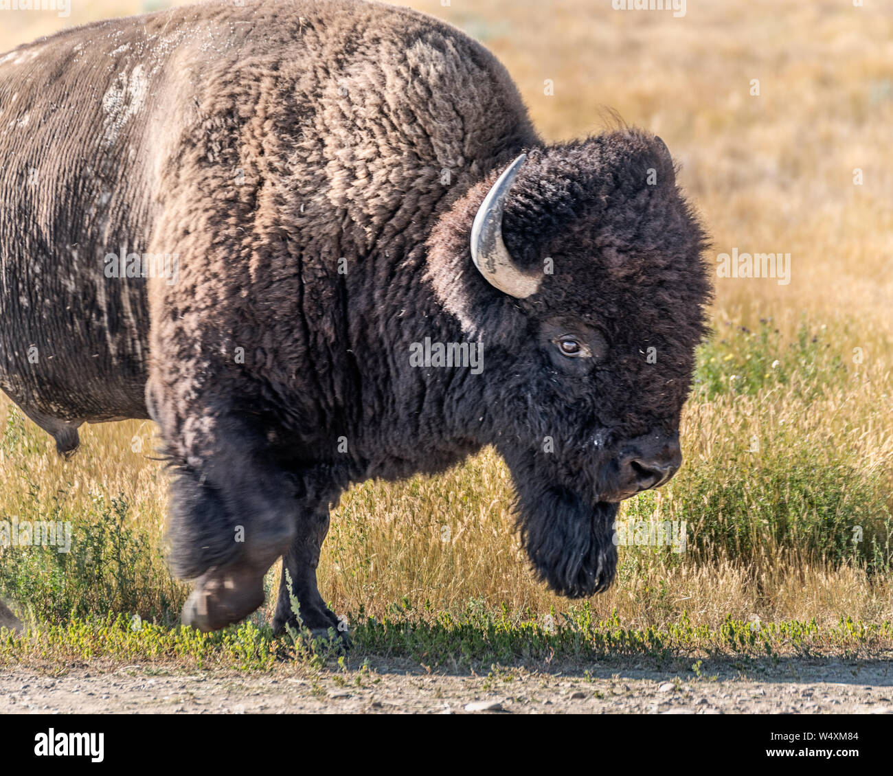 Bison (Bison bison) in Grasslands National Park, Saskatchewan, Canada ...