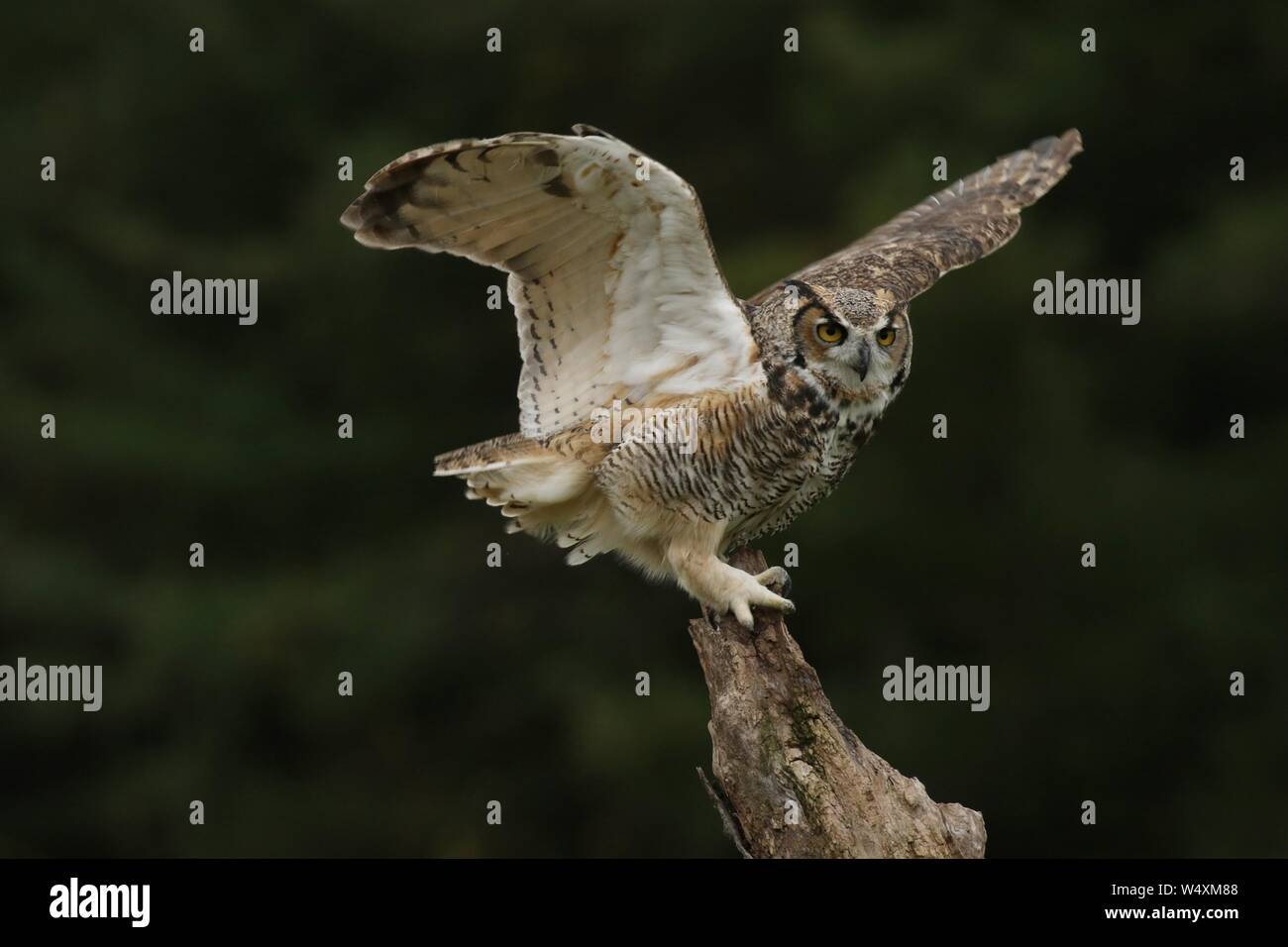 The owl queen hi-res stock photography and images - Alamy