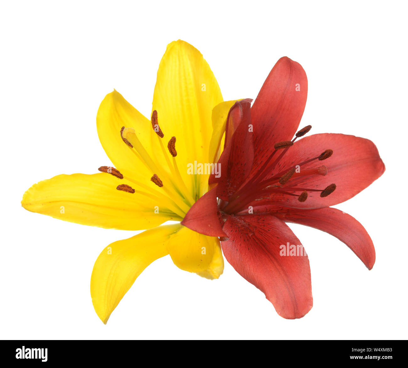 Yellow and red lily flowers isolated on white Stock Photo - Alamy