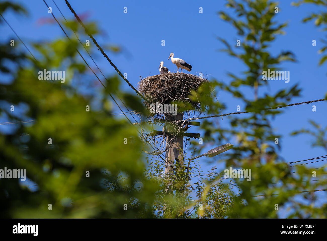 Family of storks living on a nest they made on top of an electricity ...