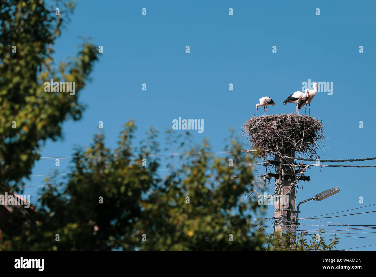 Family of storks living on a nest they made on top of an electricity ...