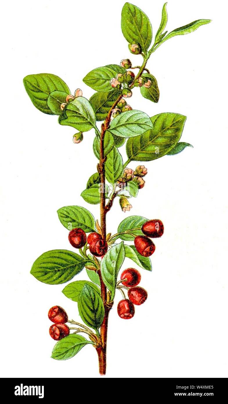 Cotoneaster integerrimus hi-res stock photography and images - Alamy