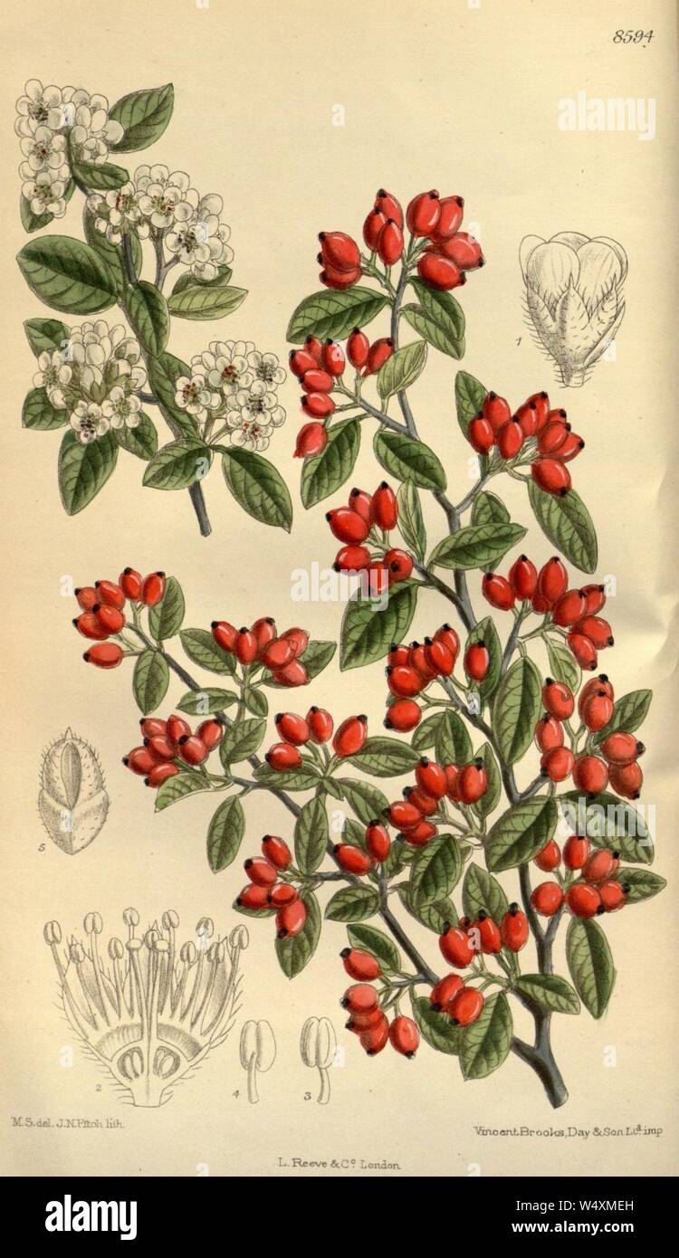 Pannosa hi-res stock photography and images - Alamy