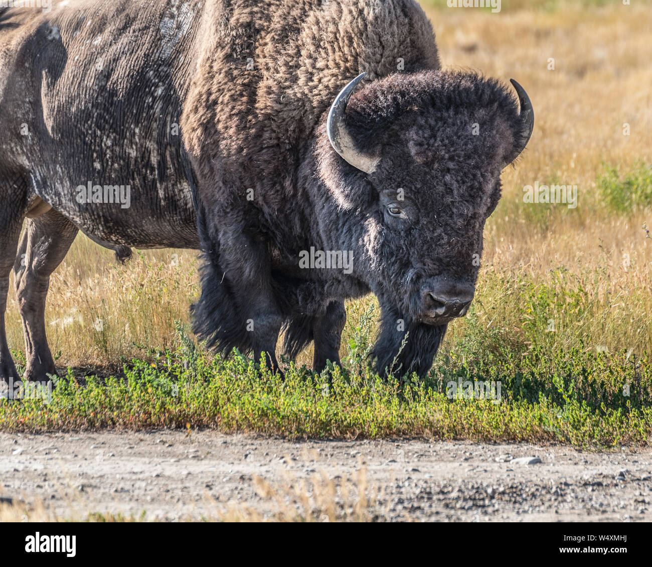 Bison (Bison bison) in Grasslands National Park, Saskatchewan, Canada ...