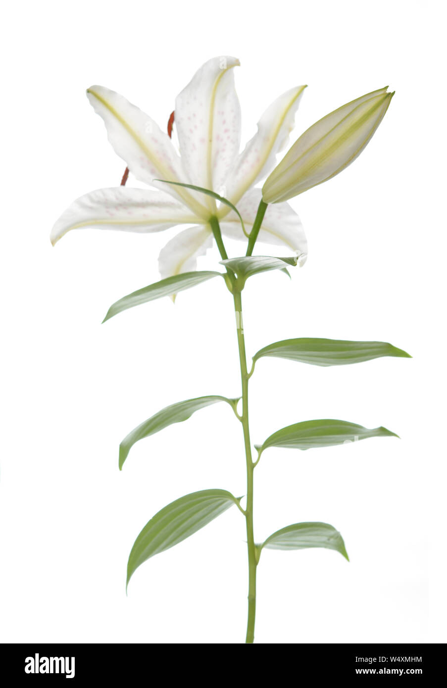 single white lily isolate on white background Stock Photo - Alamy